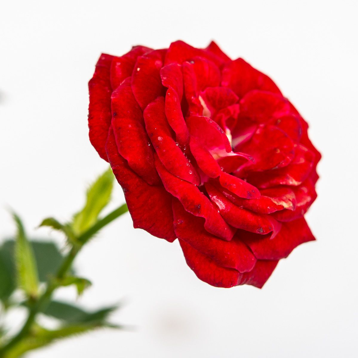 Rose Mandy® - Rosa Mandy® günstig kaufen