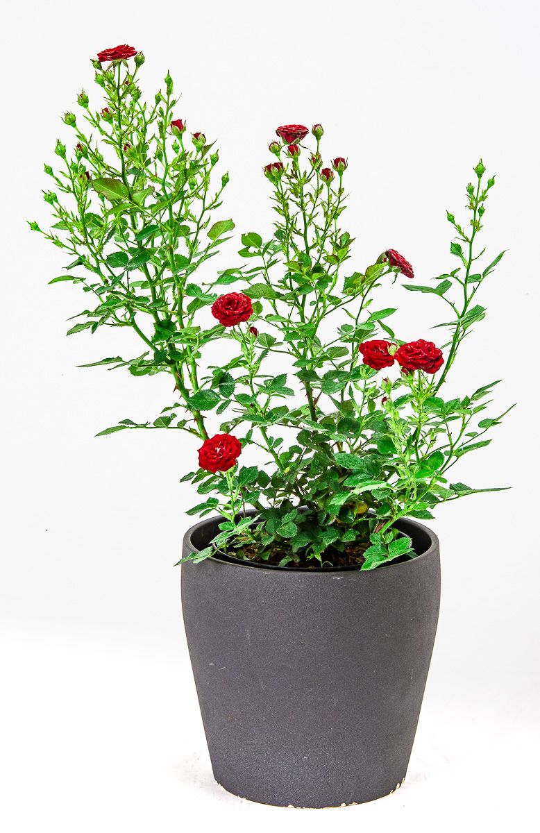 Rose Mandy® - Rosa Mandy® günstig kaufen