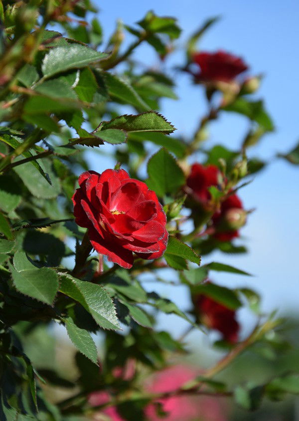 Rose Mandy® - Rosa Mandy® günstig kaufen