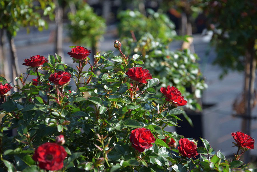 Rose Mandy® - Rosa Mandy® günstig kaufen