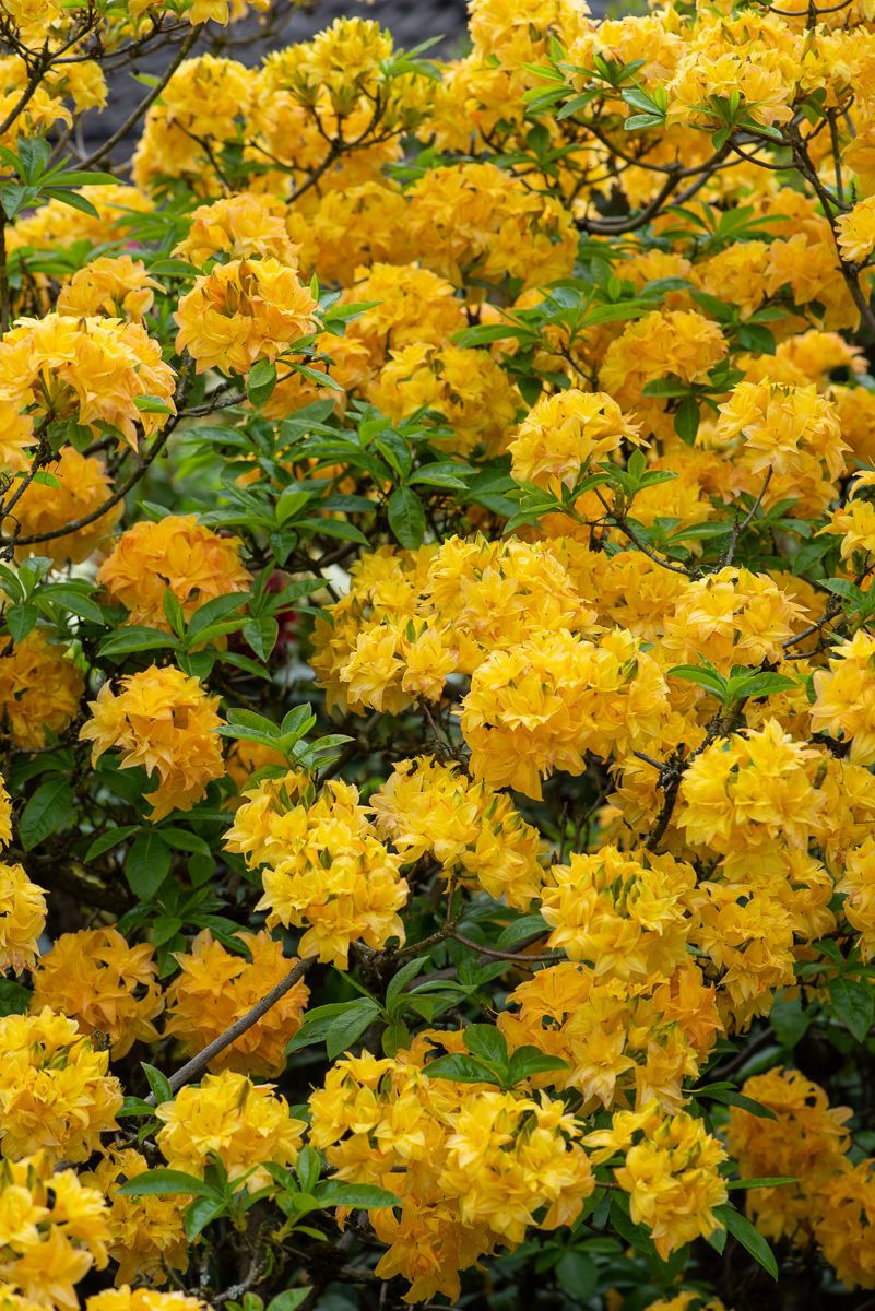 Knap-Hill Azalee Yellow Pompom - Rhododendron luteum Yellow Pompom ...