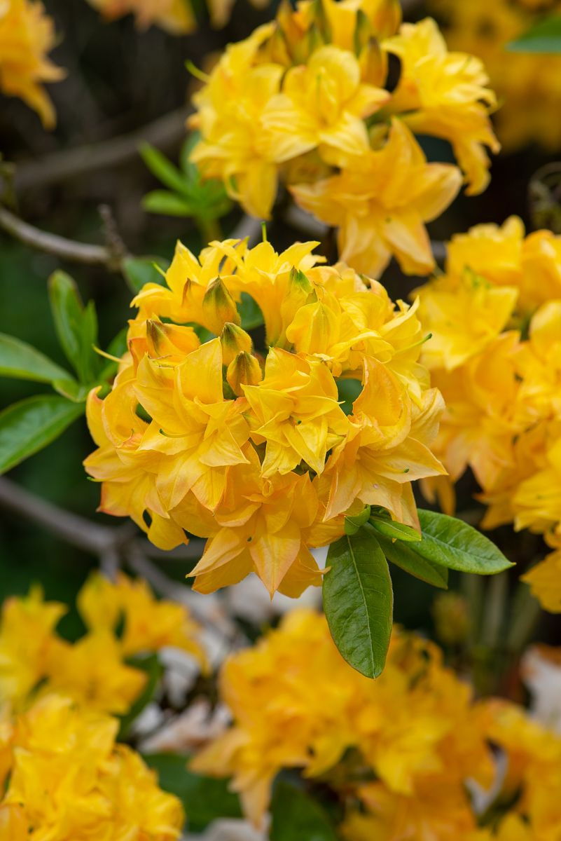 Knap-Hill Azalee Yellow Pompom - Rhododendron luteum Yellow Pompom ...