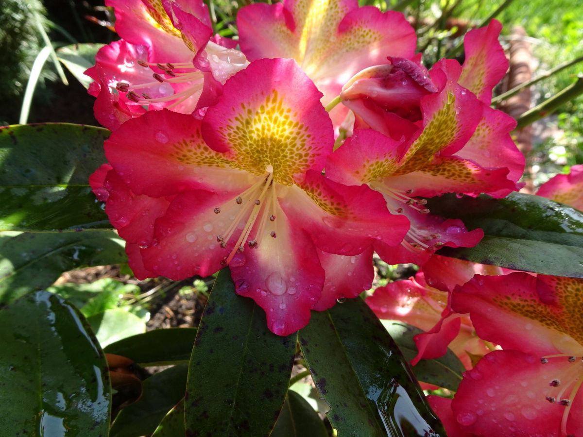 Rhododendron Raphaela - Rhododendron Hybride Raphaela günstig kaufen