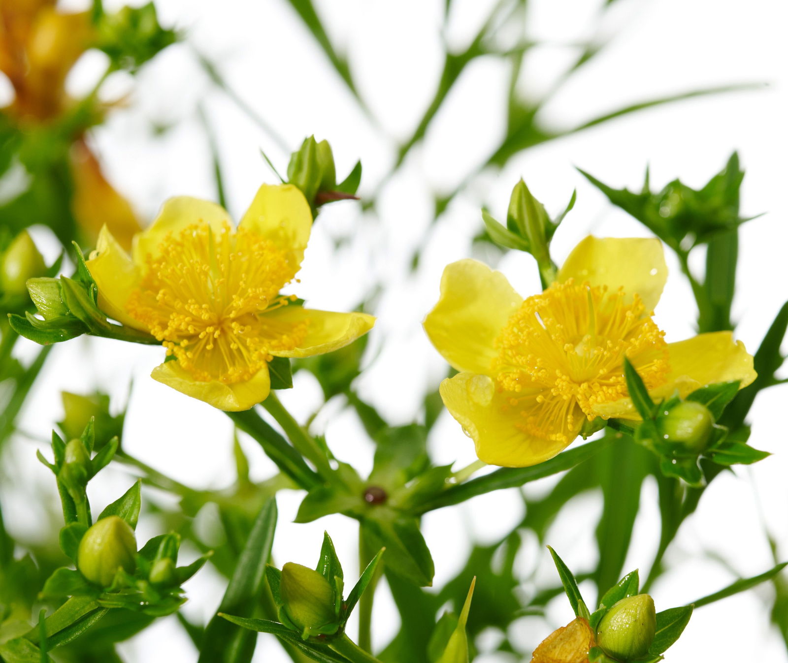 Kalmisches Johanniskraut Gemo - Hypericum kalmianum Gemo günstig kaufen