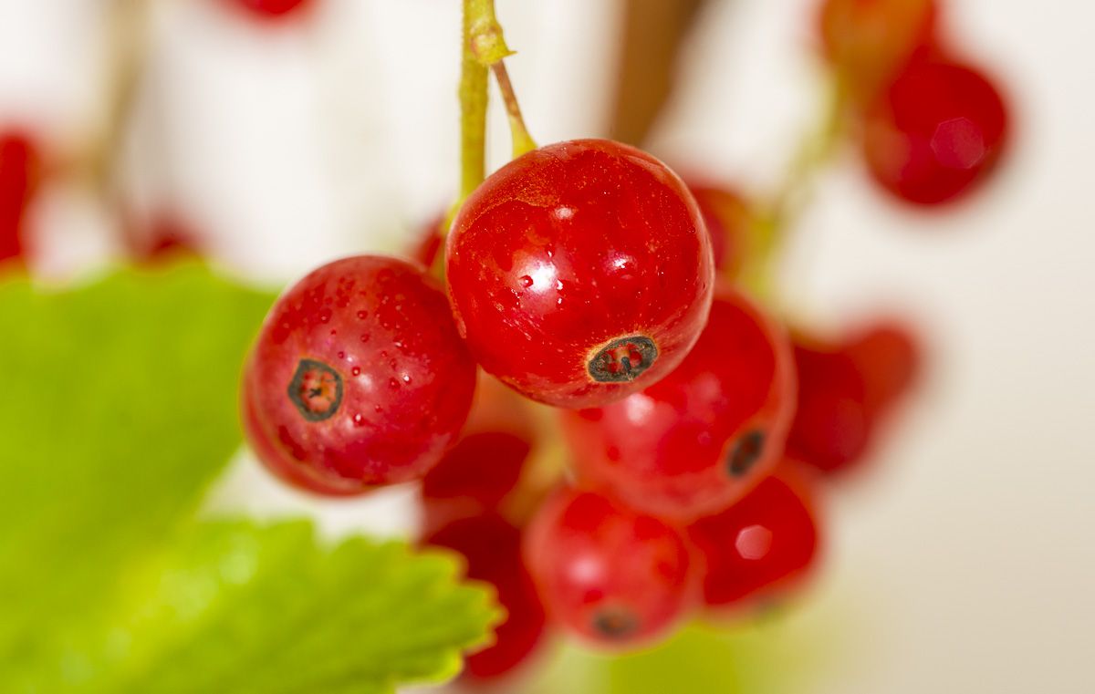 Rote Johannisbeere Rovada - Ribes rubrum Rovada günstig kaufen
