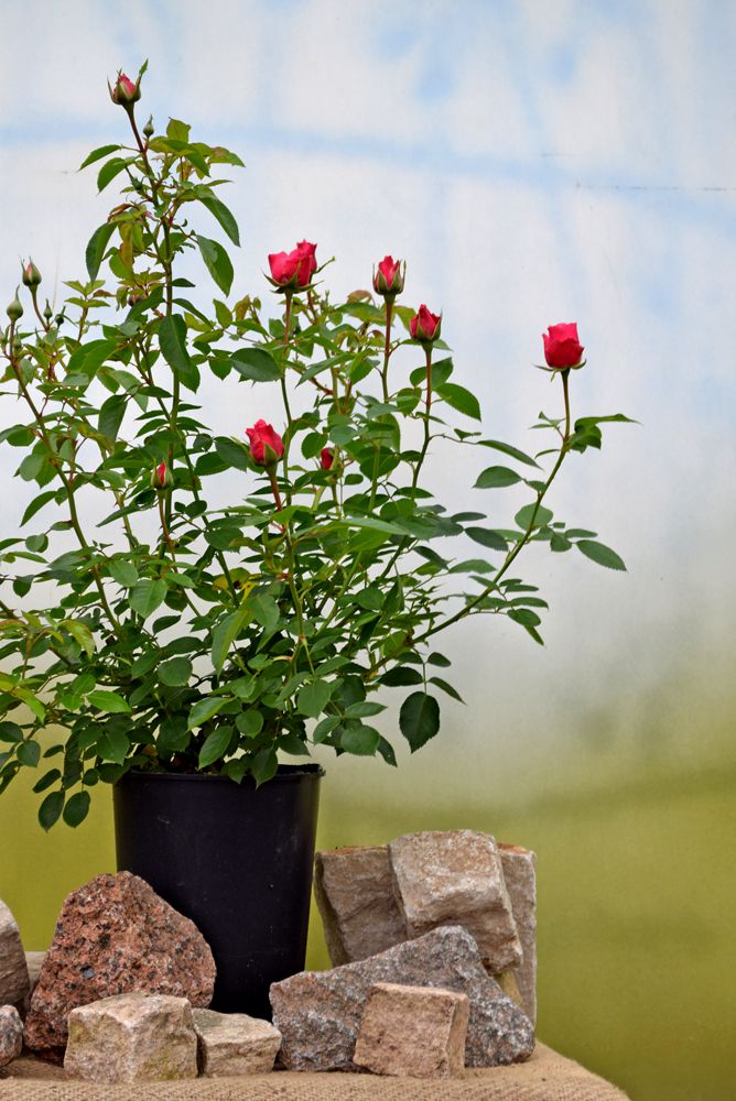 Strauchrose New Look - Rosa New Look günstig kaufen