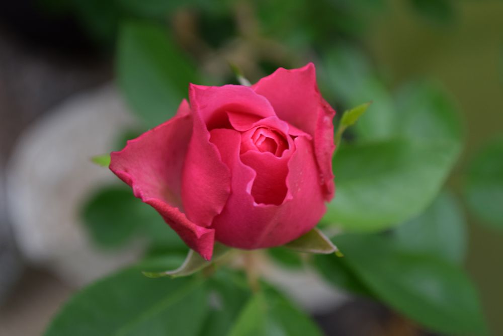 Strauchrose New Look - Rosa New Look günstig kaufen