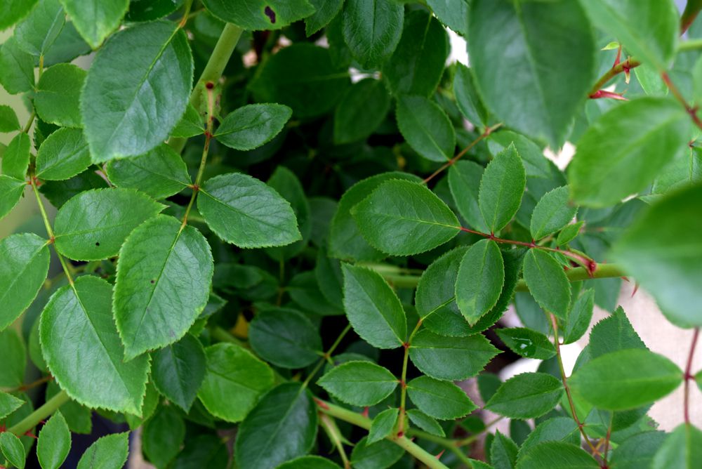 Strauchrose New Look - Rosa New Look günstig kaufen