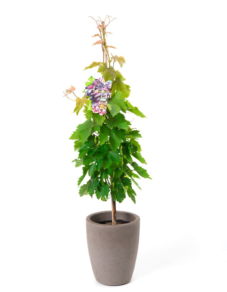 Tafeltraube Souvenir® - Vitis vinifera ssp. vinifera Souvenir® günstig ...