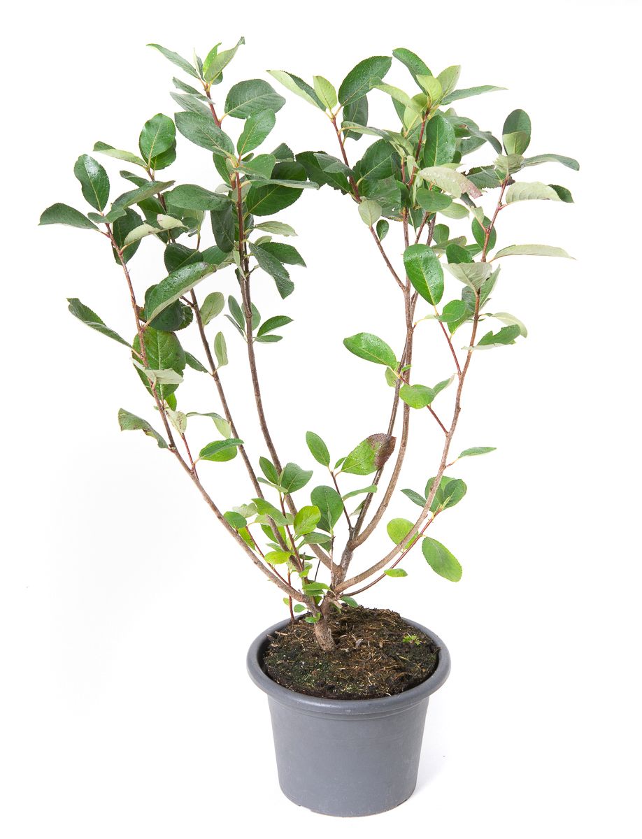 Apfelbeere Nero - Aronia prunifolia Nero günstig kaufen