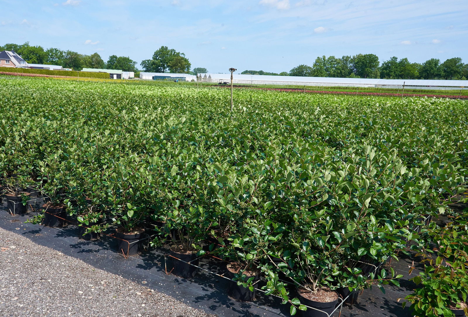 Apfelbeere Nero - Aronia prunifolia Nero günstig kaufen