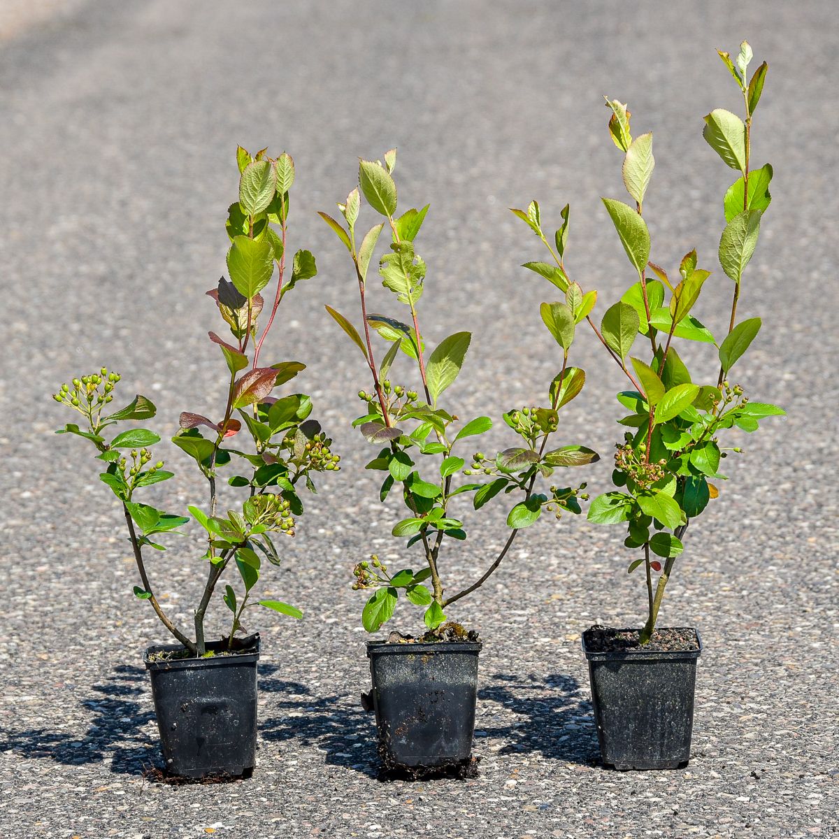 Apfelbeere Nero - Aronia prunifolia Nero günstig kaufen