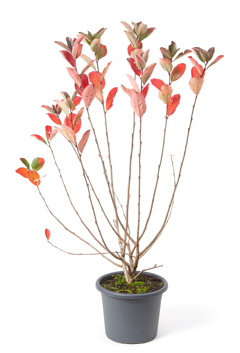 Apfelbeere Nero - Aronia prunifolia Nero günstig kaufen