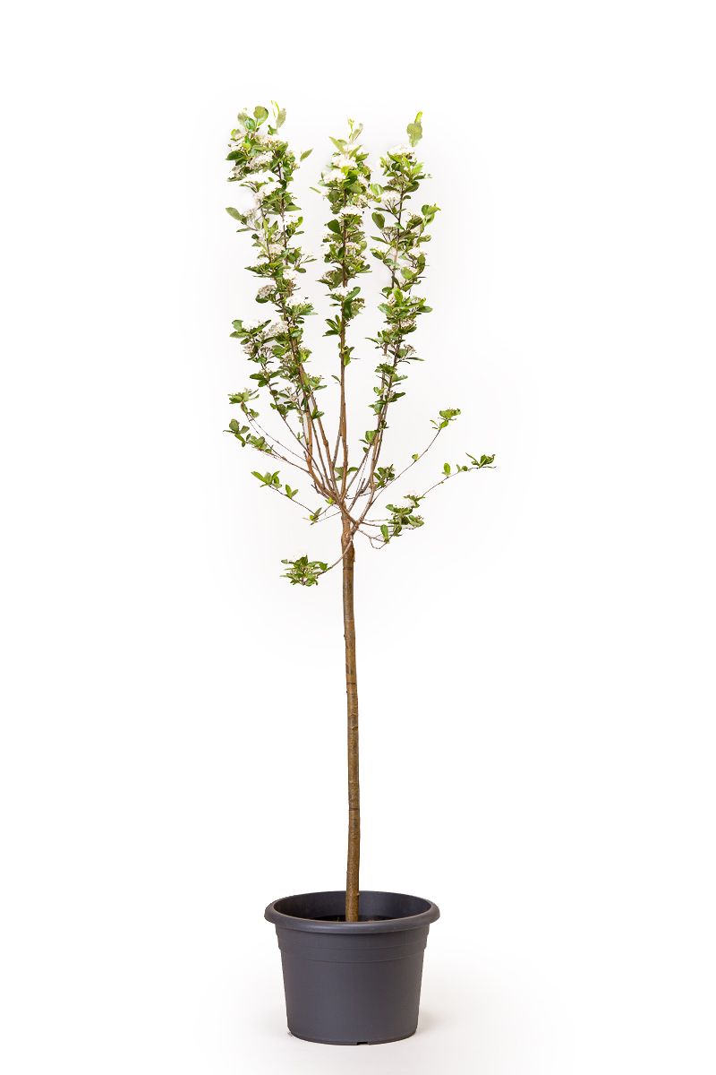 Apfelbeere Nero - Aronia prunifolia Nero günstig kaufen