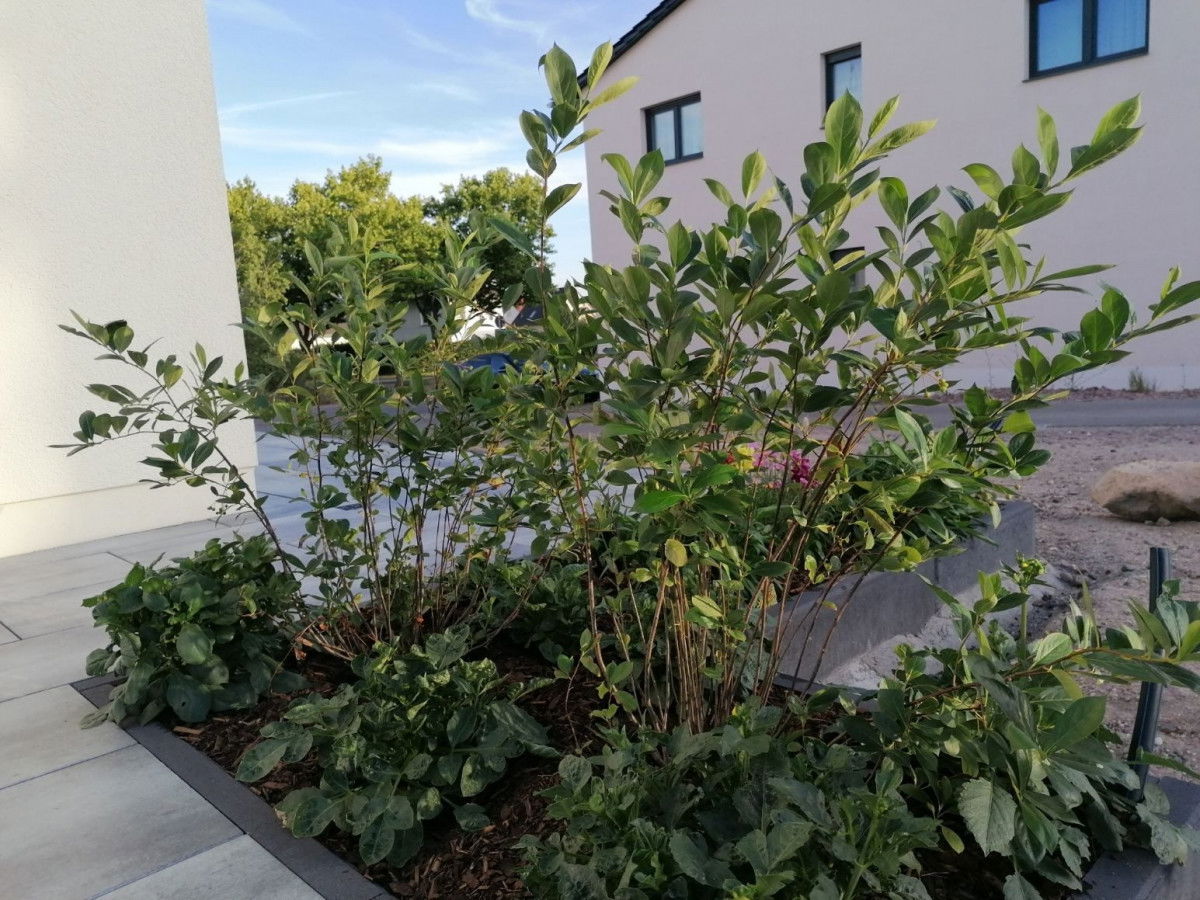 Apfelbeere Nero - Aronia prunifolia Nero günstig kaufen