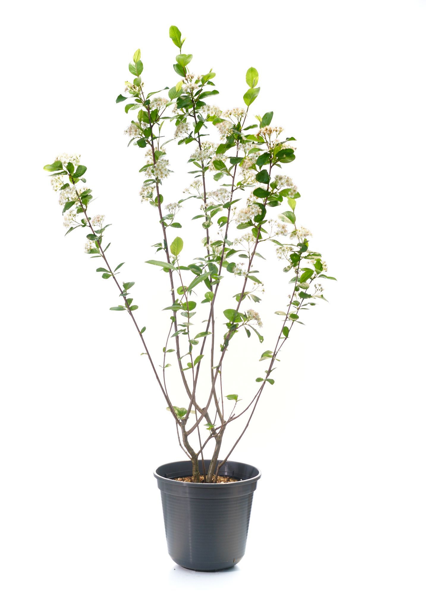 Apfelbeere Nero - Aronia prunifolia Nero günstig kaufen