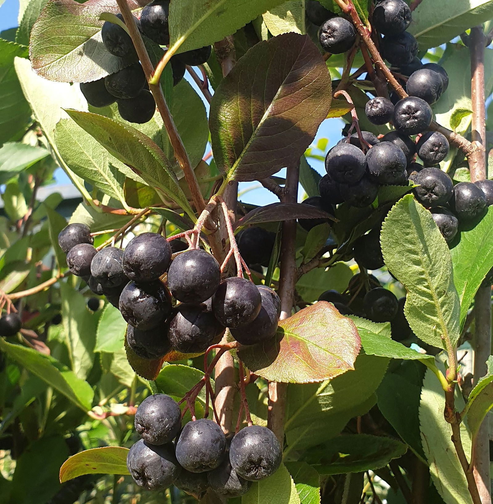 Apfelbeere Nero - Aronia prunifolia Nero günstig kaufen