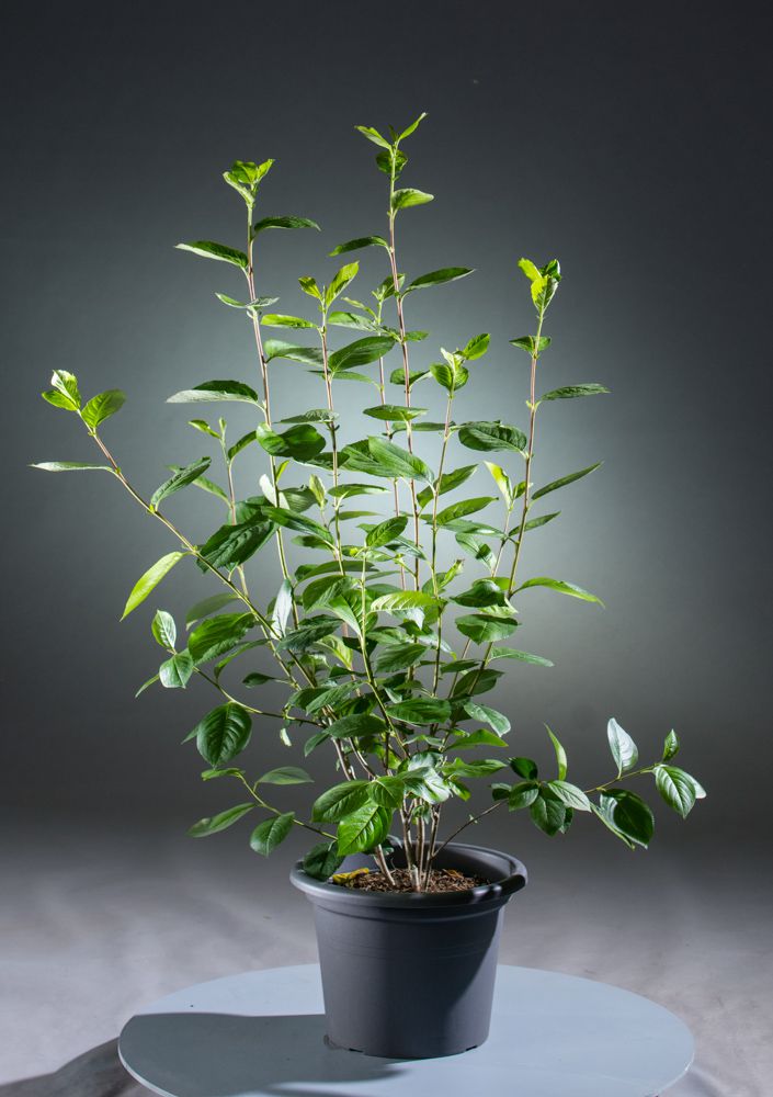 Apfelbeere Nero - Aronia prunifolia Nero günstig kaufen