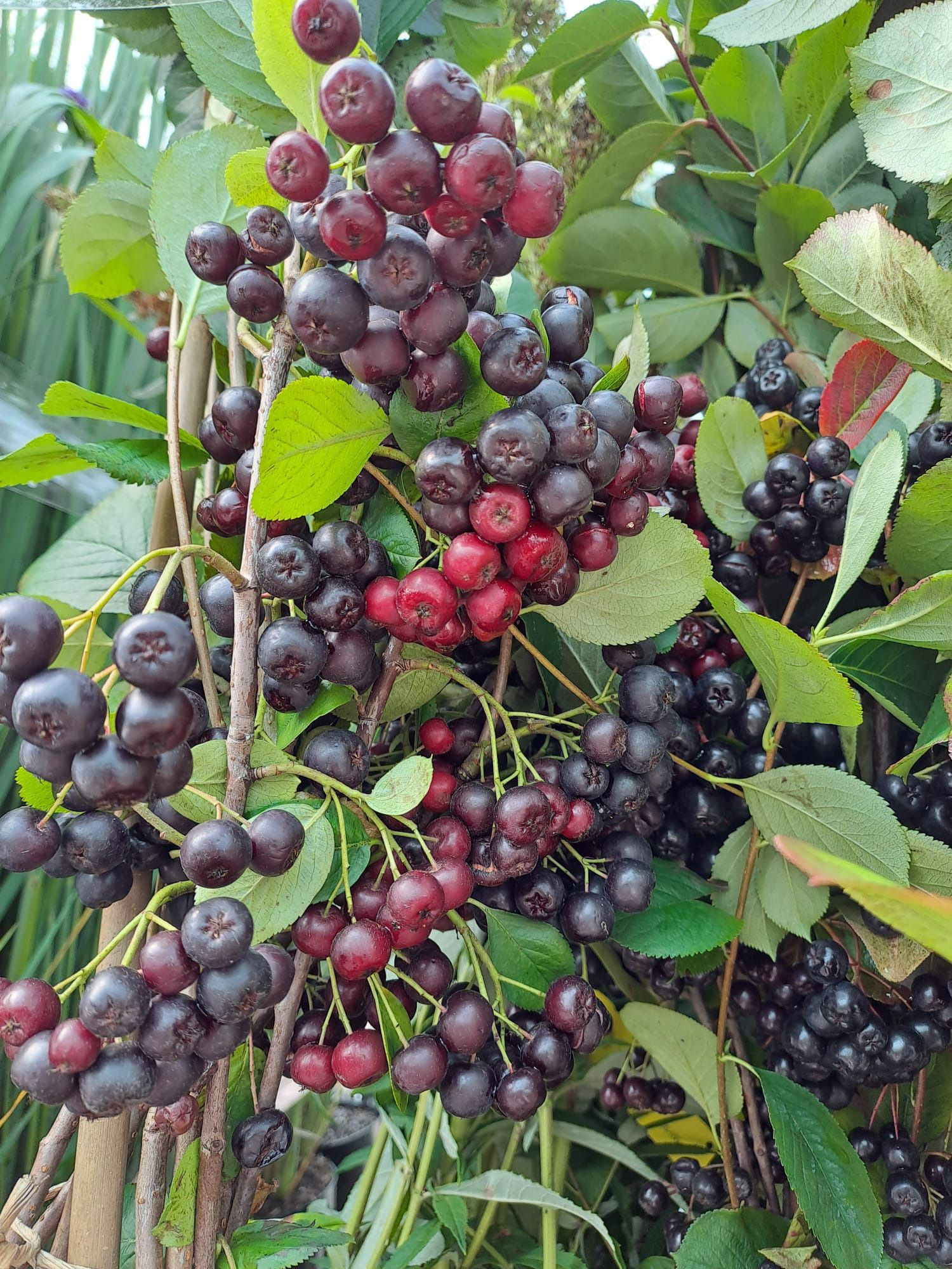 Apfelbeere Nero - Aronia prunifolia Nero günstig kaufen
