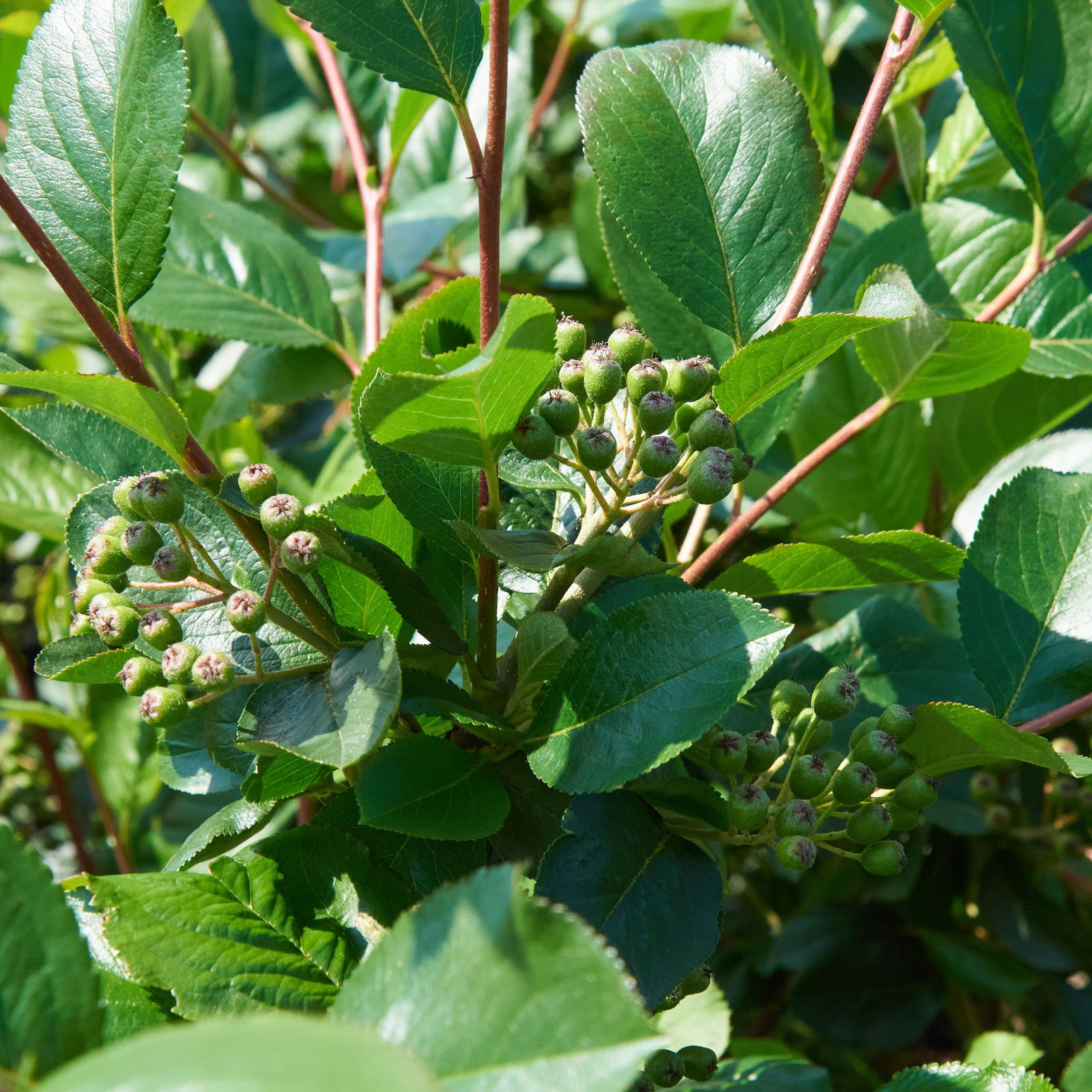 Apfelbeere Nero - Aronia prunifolia Nero günstig kaufen