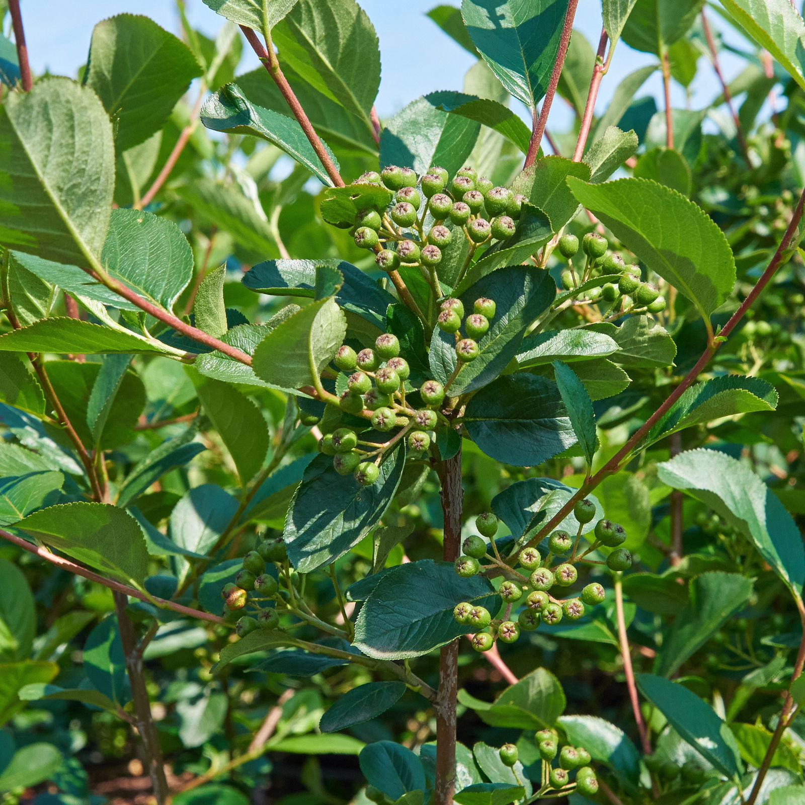 Apfelbeere Nero - Aronia prunifolia Nero günstig kaufen