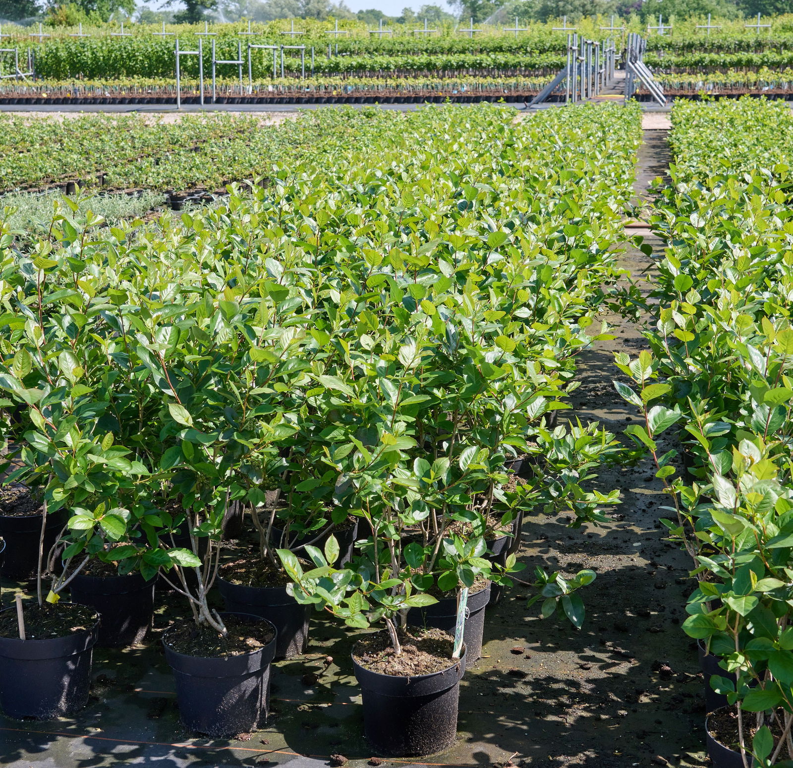 Apfelbeere Nero - Aronia prunifolia Nero günstig kaufen