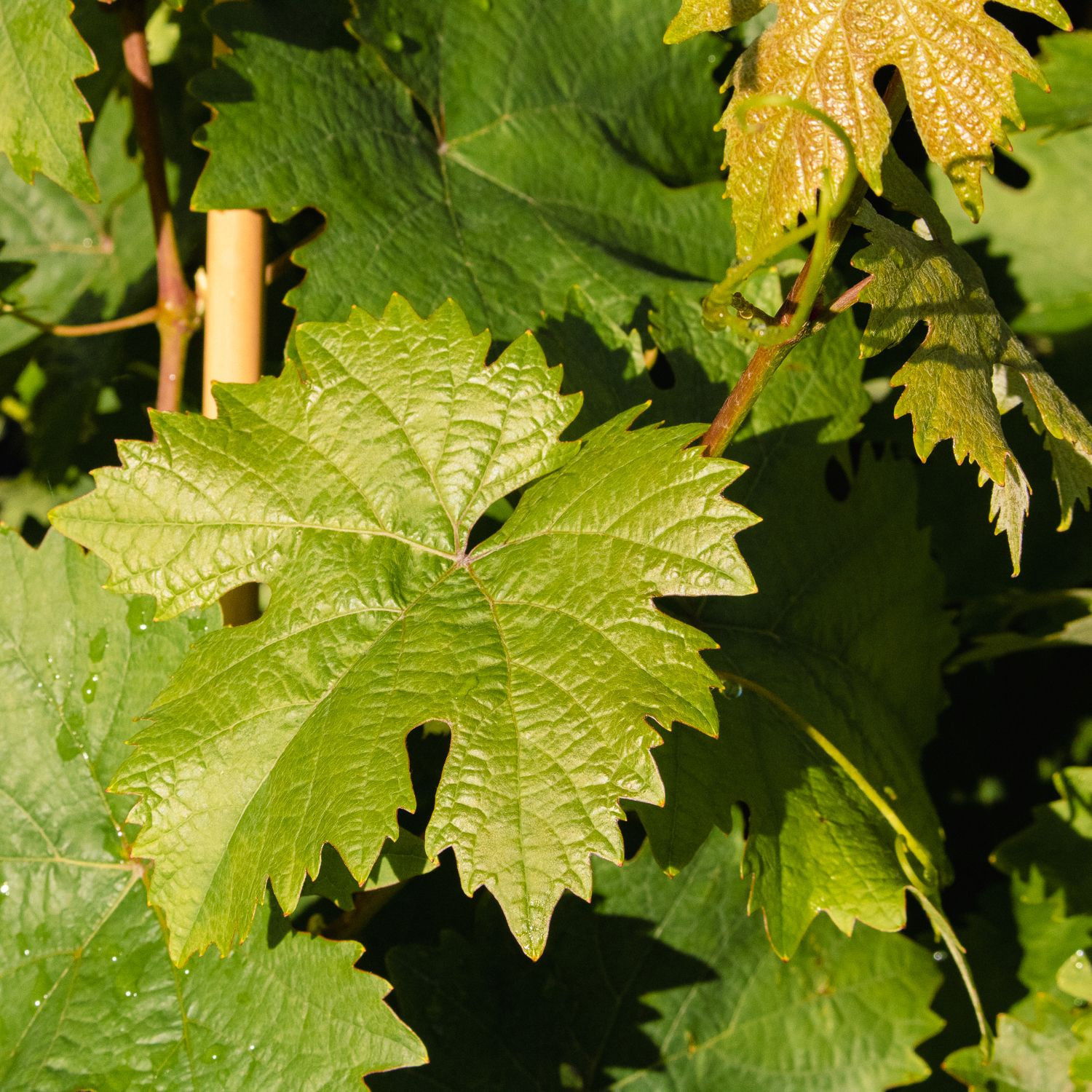 Vitis Muscat Bleu - Tafeltraube Muscat Bleu | jetzt günstig online ...