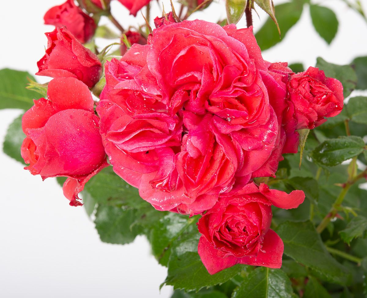 Rose Cherry Girl - Rosa Cherry Girl günstig kaufen