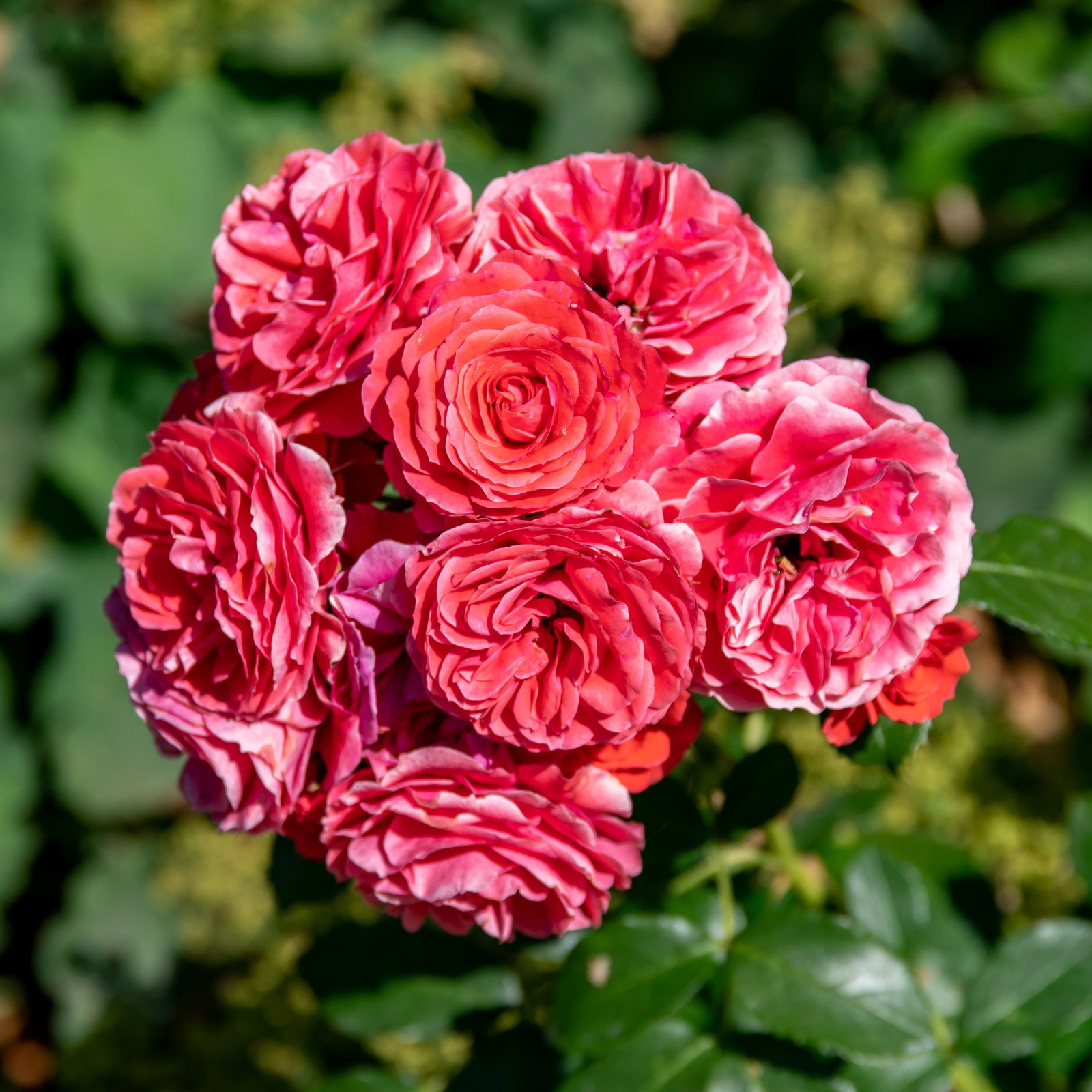Rose Cherry Girl - Rosa Cherry Girl günstig kaufen