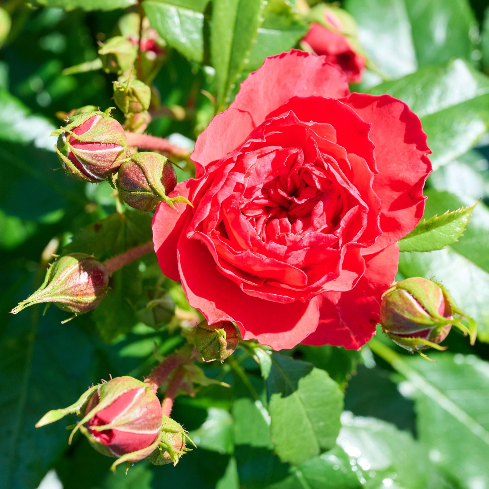 Rose Cherry Girl - Rosa Cherry Girl günstig kaufen