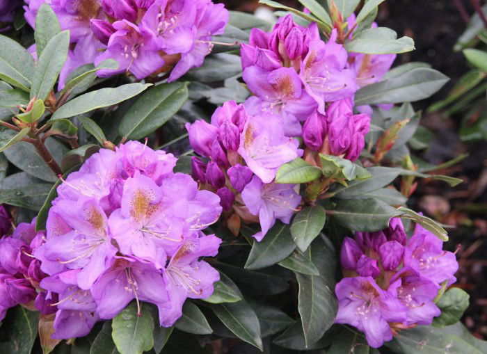 Rhododendron Blutopia - Rhododendron Hybride Blutopia günstig kaufen