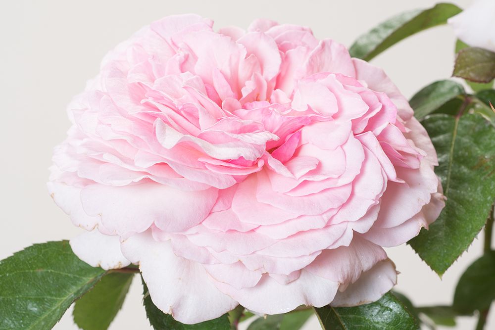 Rose Alexandra - Princesse de Luxembourg - Rosa Alexandra - Princesse ...