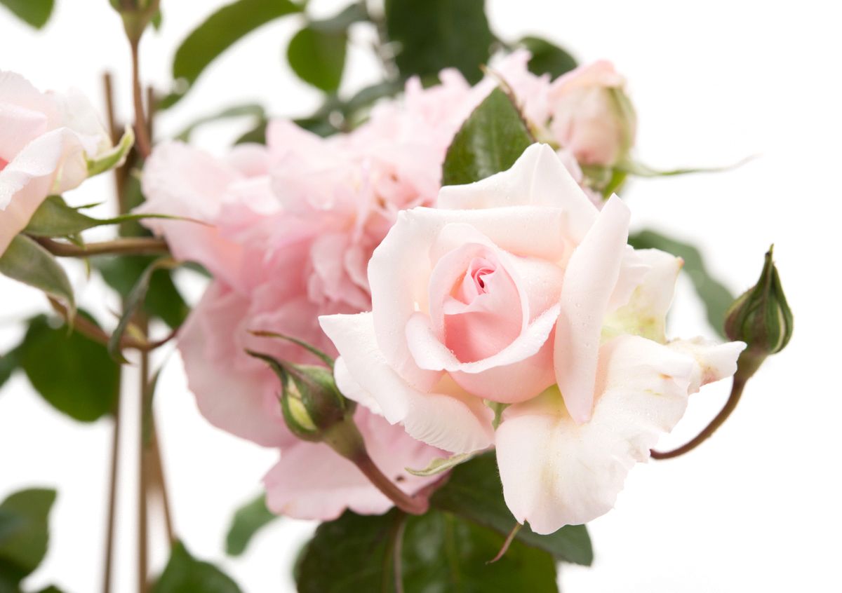 Rose Alexandra - Princesse de Luxembourg - Rosa Alexandra - Princesse ...