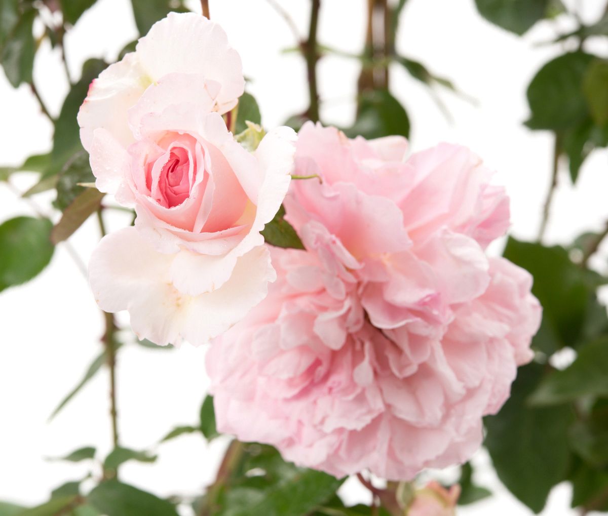 Rose Alexandra - Princesse de Luxembourg - Rosa Alexandra - Princesse ...