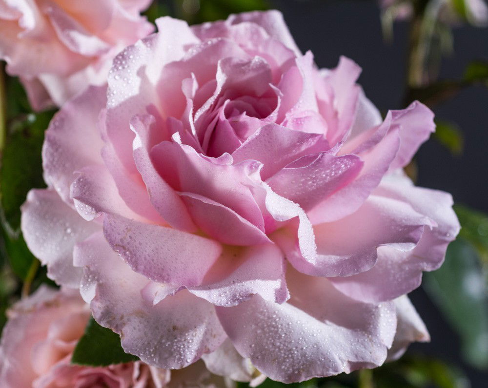 Rose Alexandra - Princesse de Luxembourg - Rosa Alexandra - Princesse ...