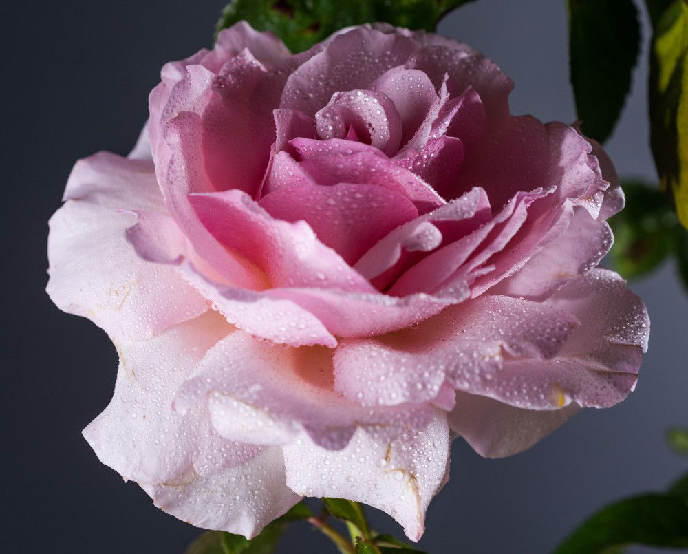 Rose Alexandra - Princesse de Luxembourg - Rosa Alexandra - Princesse ...