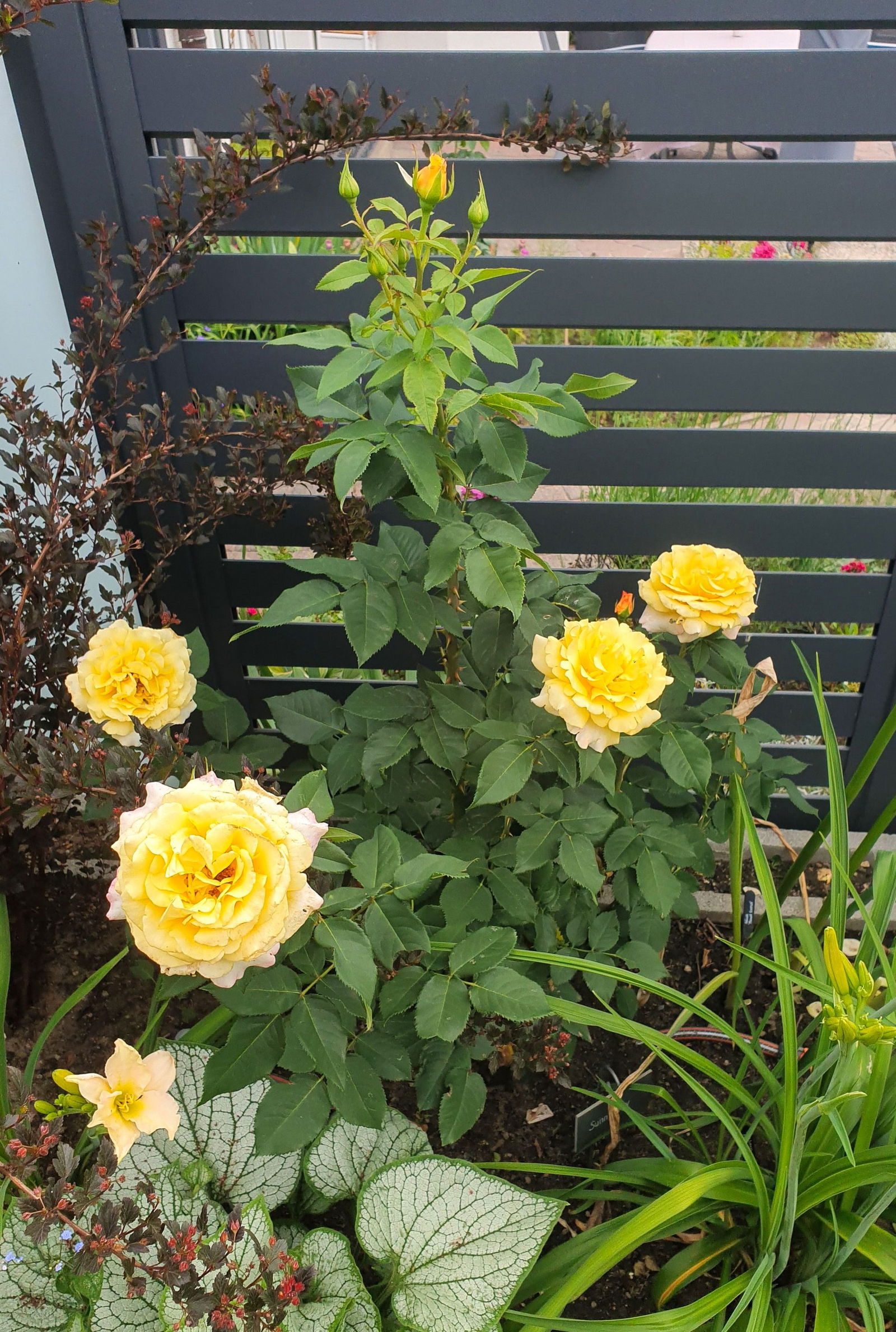 Rose Sunny Sky - Rosa Sunny Sky günstig kaufen