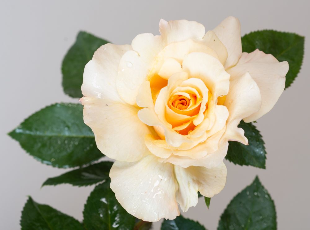 Rose Sunny Sky - Rosa Sunny Sky günstig kaufen