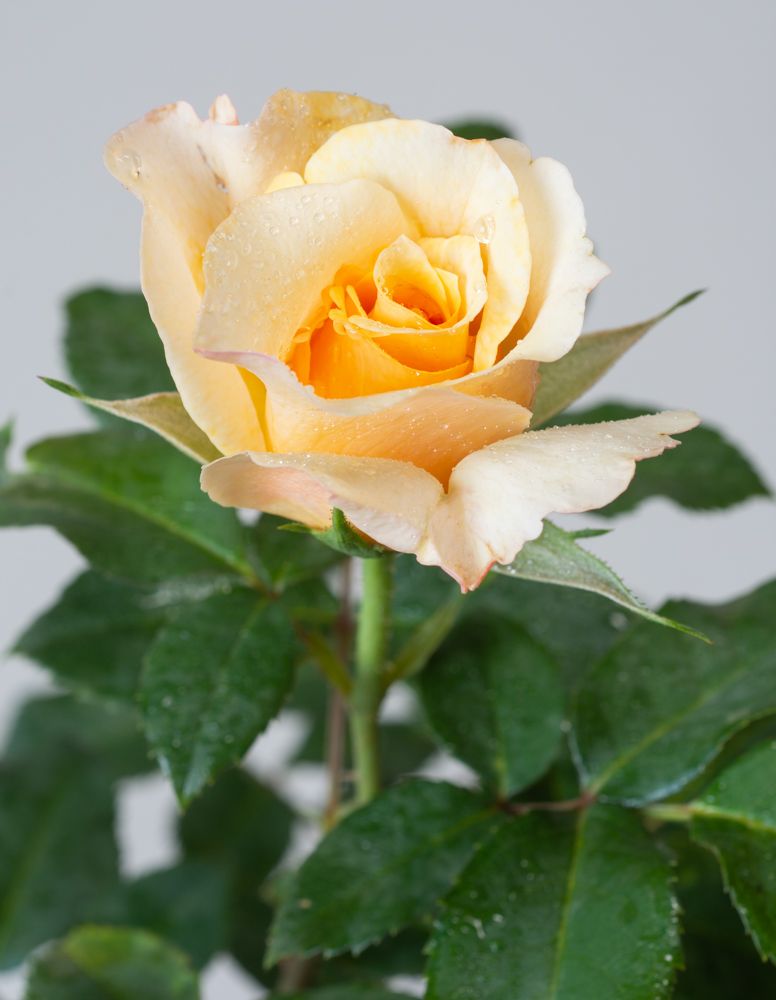 Rose Sunny Sky - Rosa Sunny Sky günstig kaufen