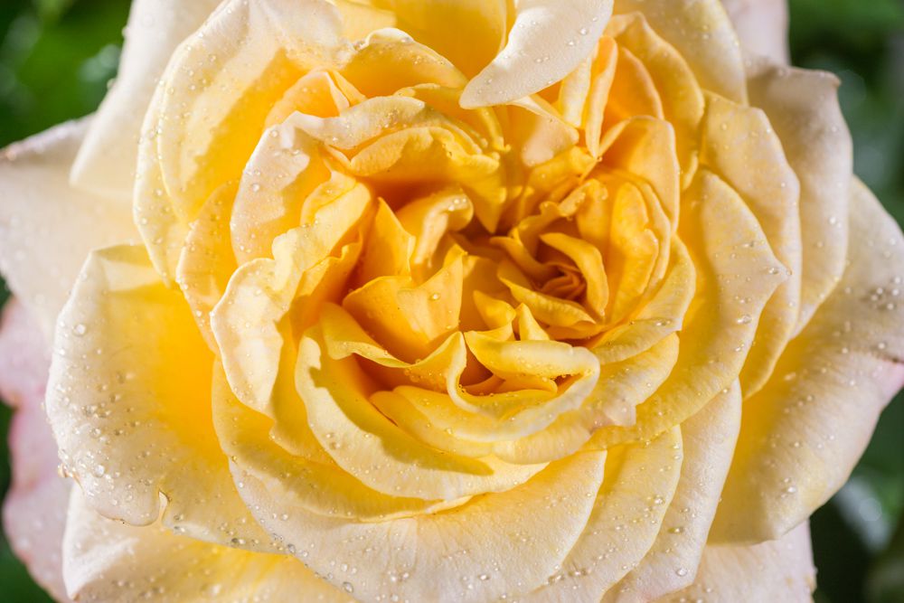 Rose Sunny Sky - Rosa Sunny Sky günstig kaufen