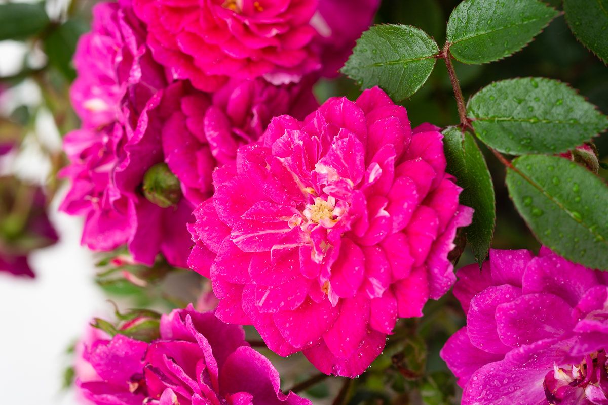 Rose Purple Rain® - Rosa Purple Rain günstig kaufen
