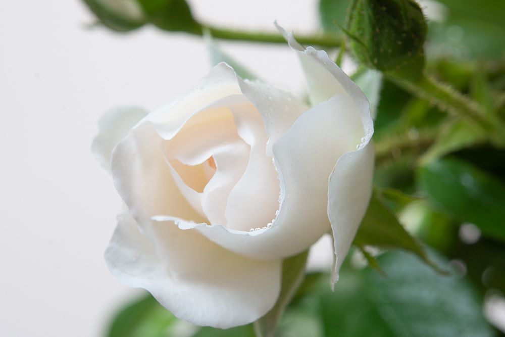 Rose Hella - Rosa Hella günstig kaufen