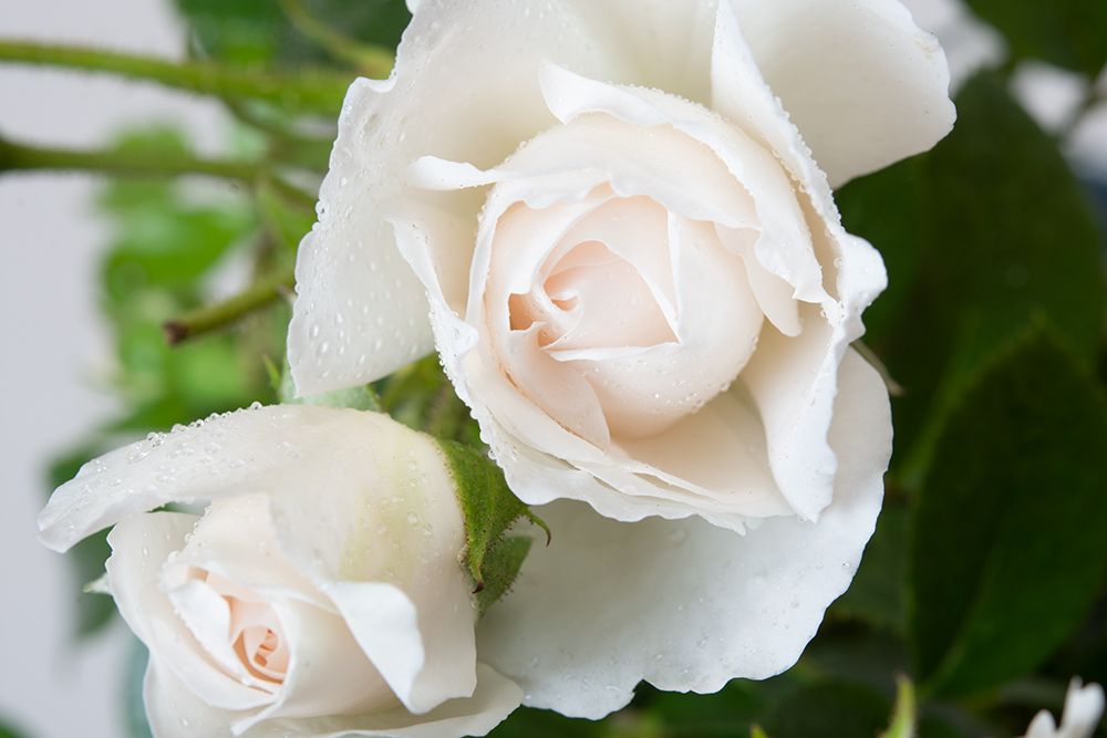 Rose Hella - Rosa Hella günstig kaufen