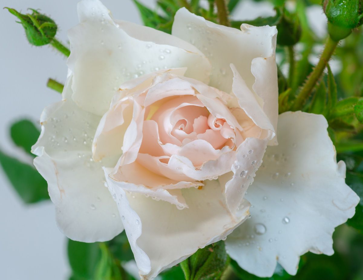 Rose Hella - Rosa Hella günstig kaufen