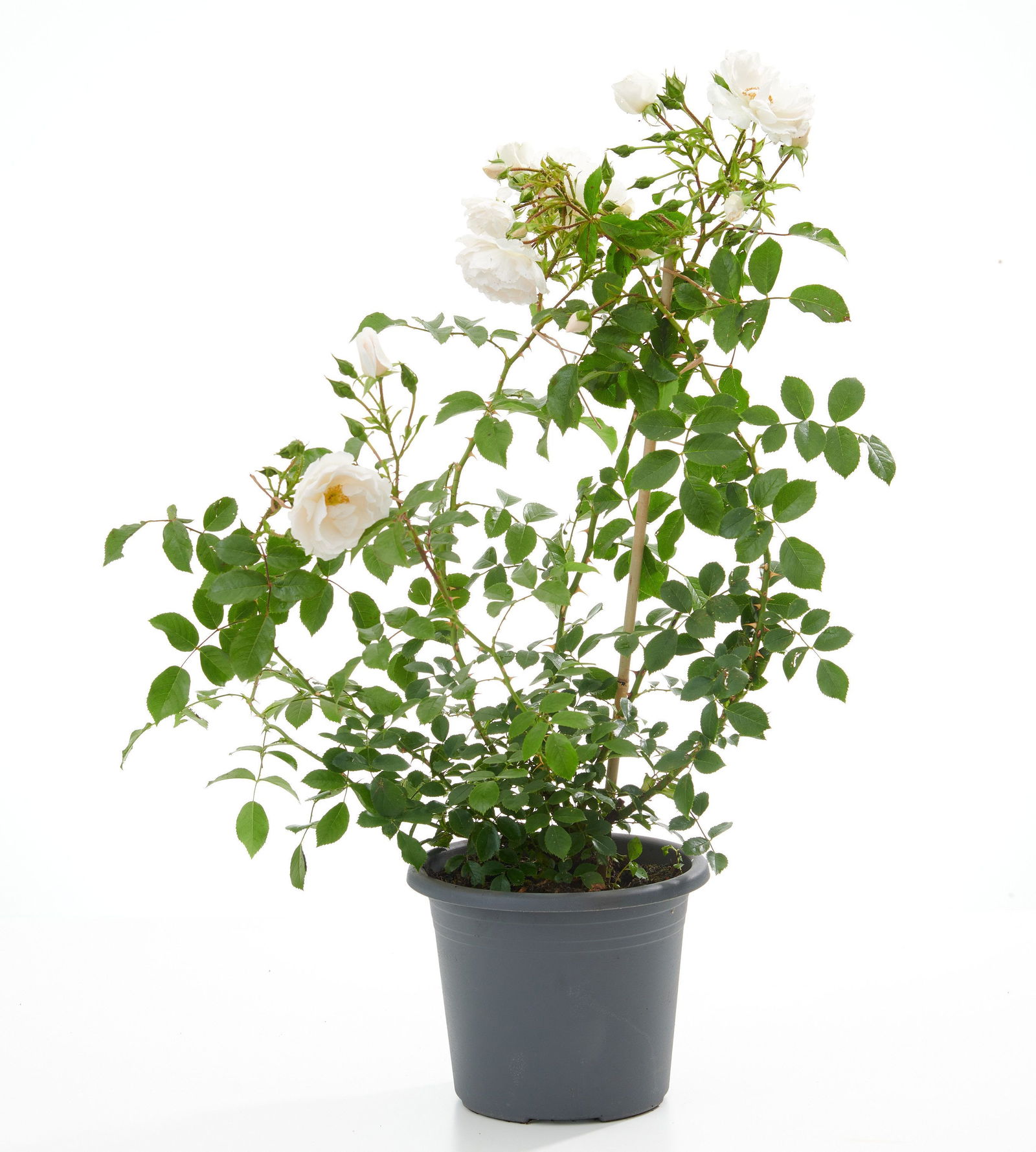 Rose Hella - Rosa Hella günstig kaufen