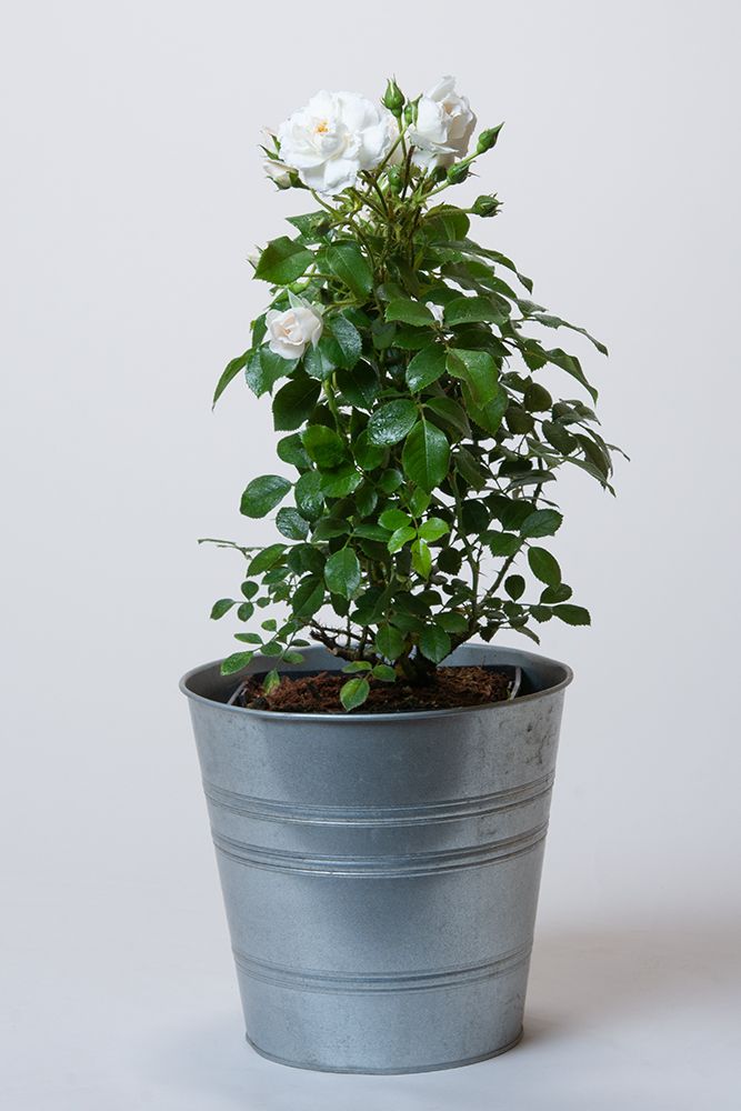 Rose Hella - Rosa Hella günstig kaufen