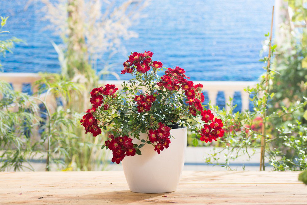 Rose Bassino® - Rosa Bassino günstig kaufen