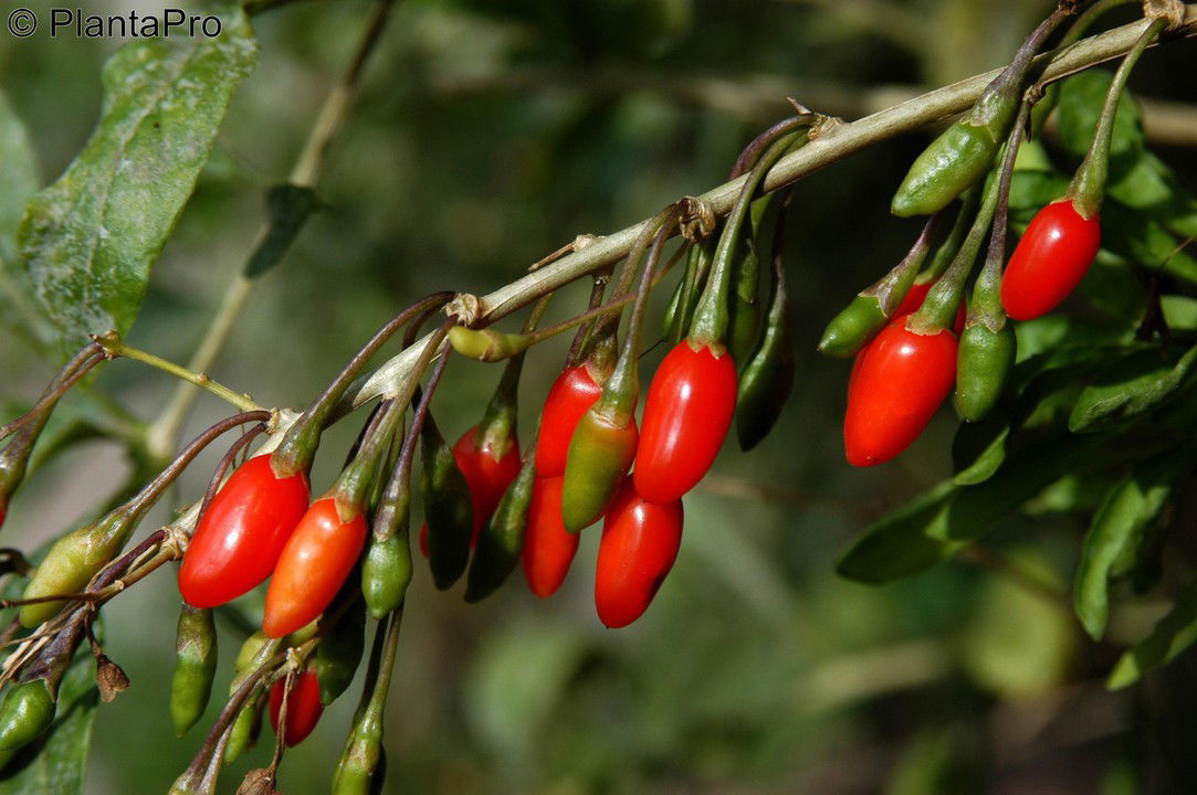 Goji-Beere Big Lifeberry ® - Lycium barbarum Big Lifeberry ® günstig kaufen