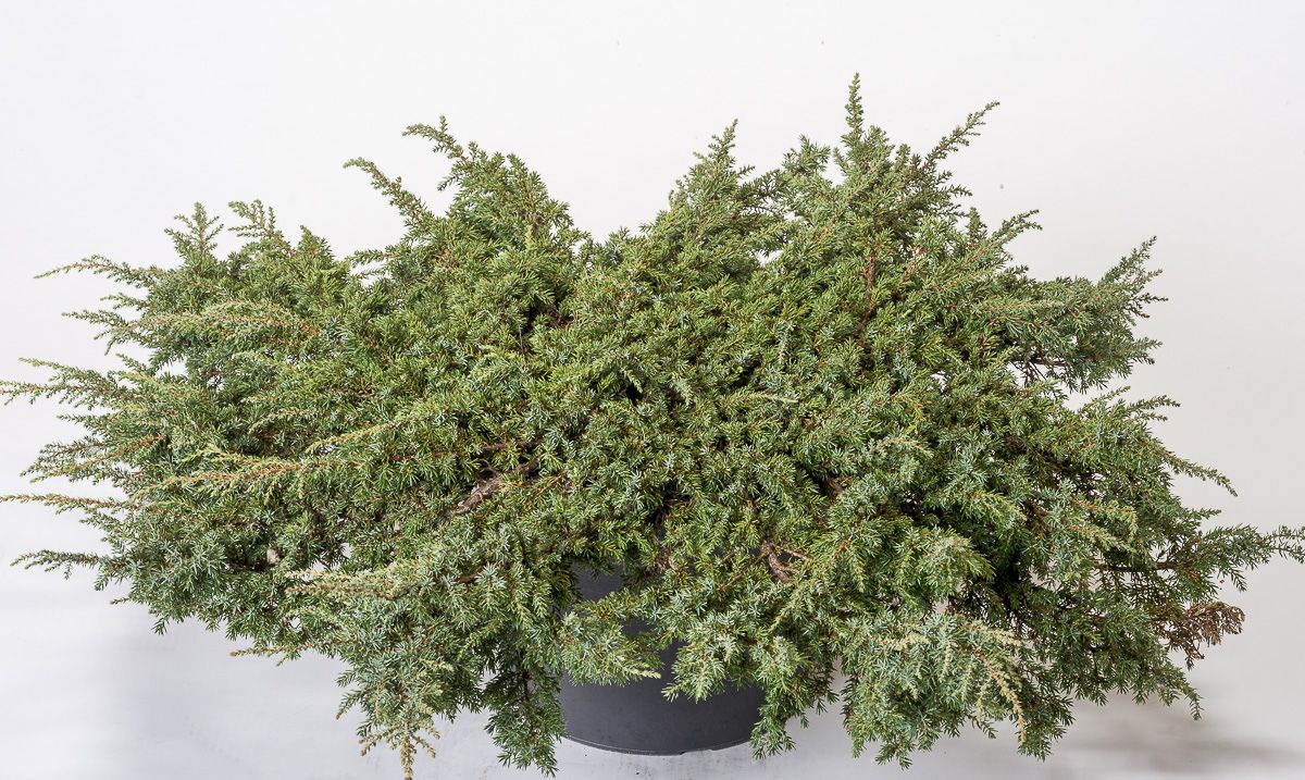 Säulenwacholder Sentinel - Juniperus communis Sentinel günstig kaufen