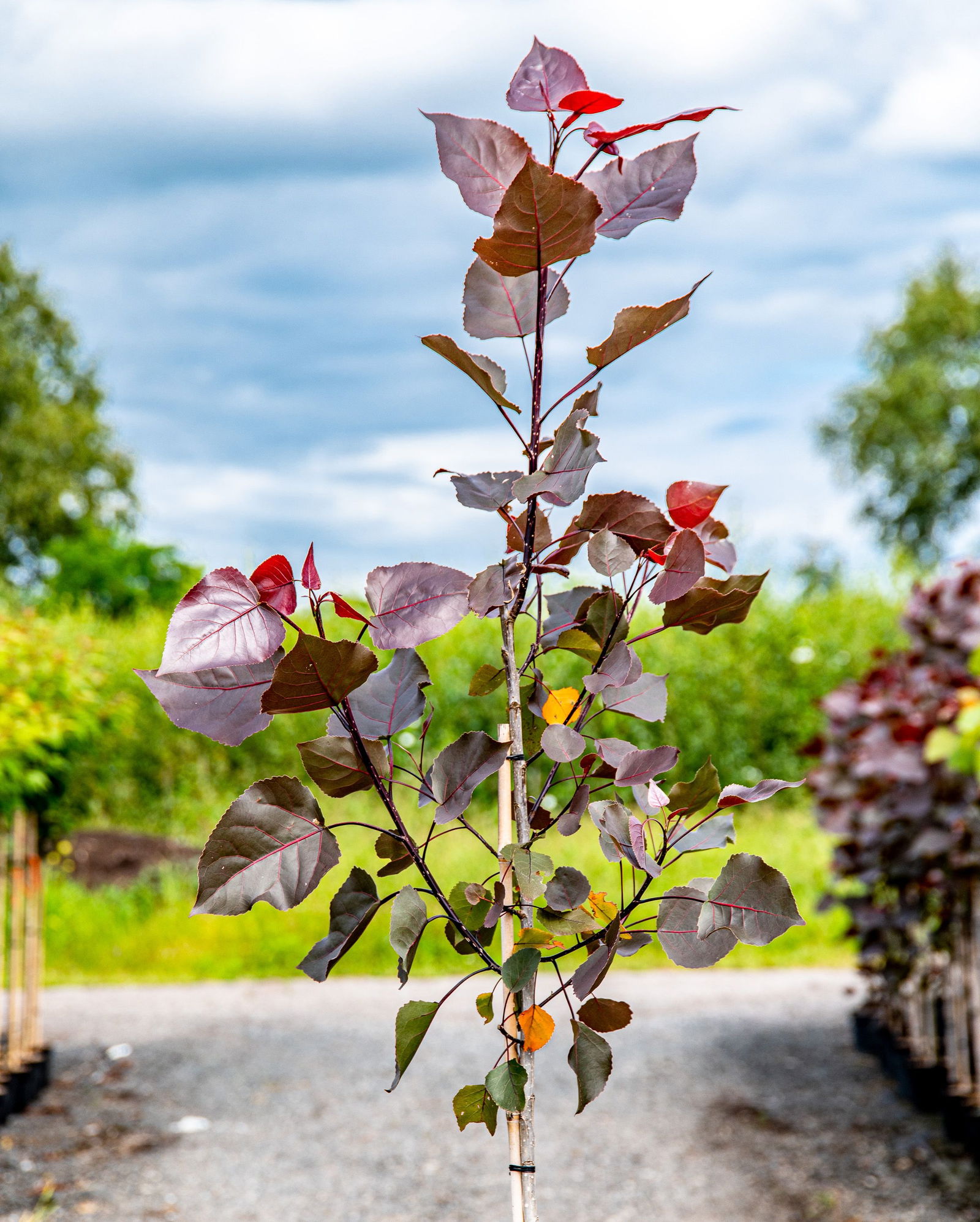Purpur Pappel Purple Tower - Populus deltoides Purple Tower ® günstig ...